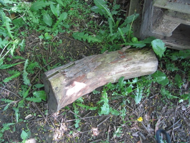 What Are Forest School Activities? An Illustrated Guide – Early Impact ...
